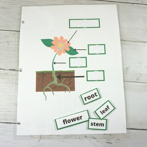 Parts of a Plant Pre-k Printable Activity Page for Busy Book/learning ...