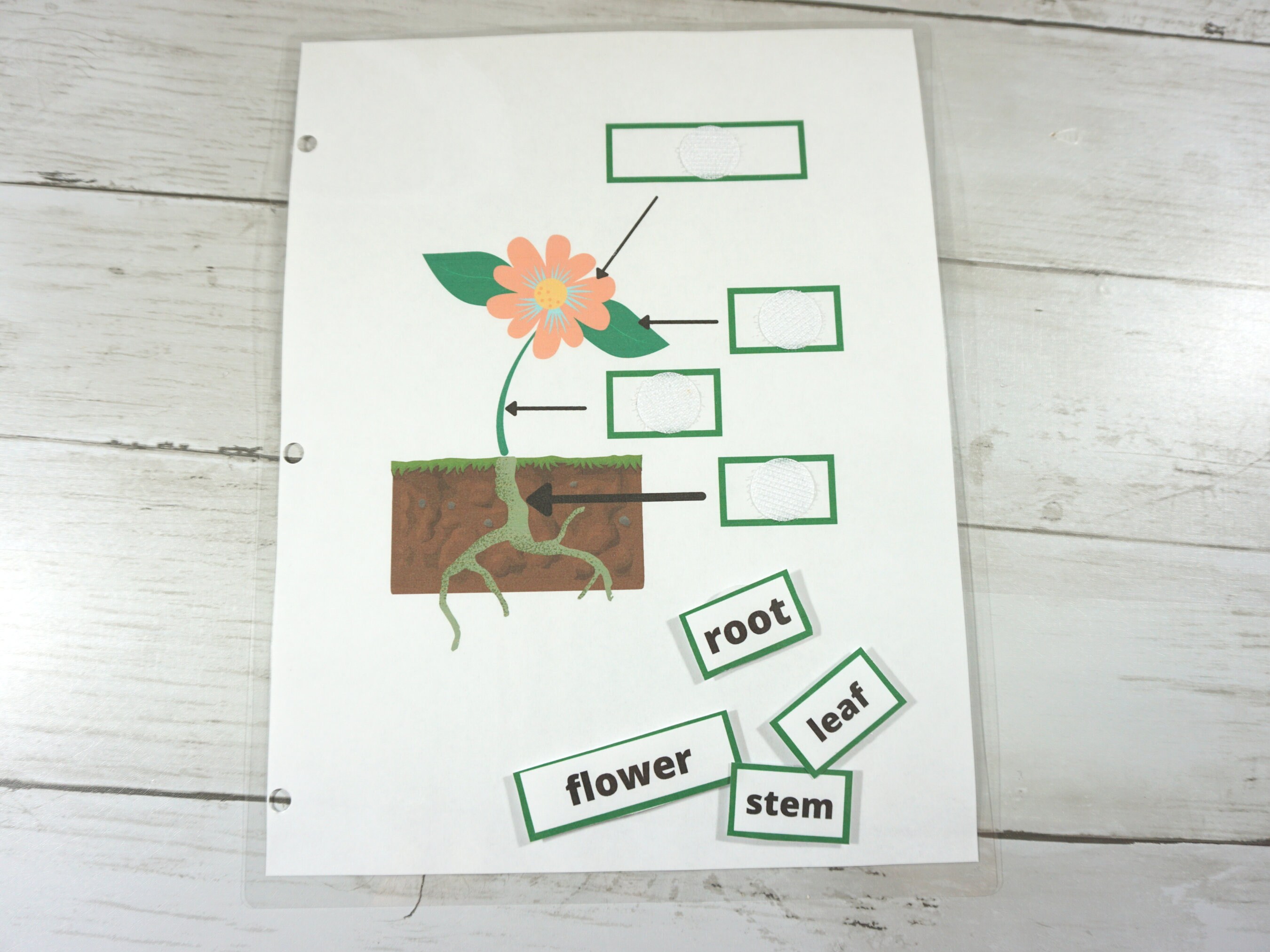 Parts of a Plant Pre-k Printable Activity Page for Busy Book/learning ...