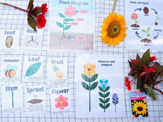 Plant Unit Study Printable BUNDLE for Preschool Pre-k - Etsy