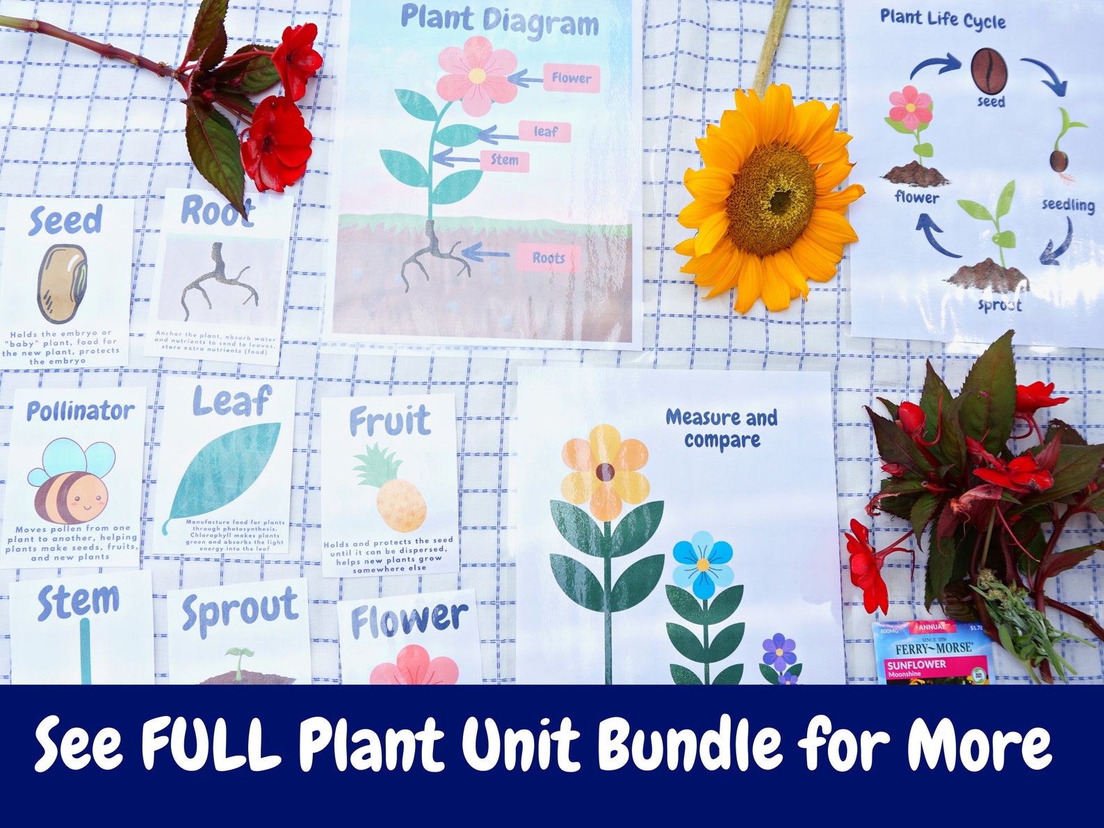 Plant Vocabulary Flash Cards Wall Printable for Pre-k Plant Unit Study ...