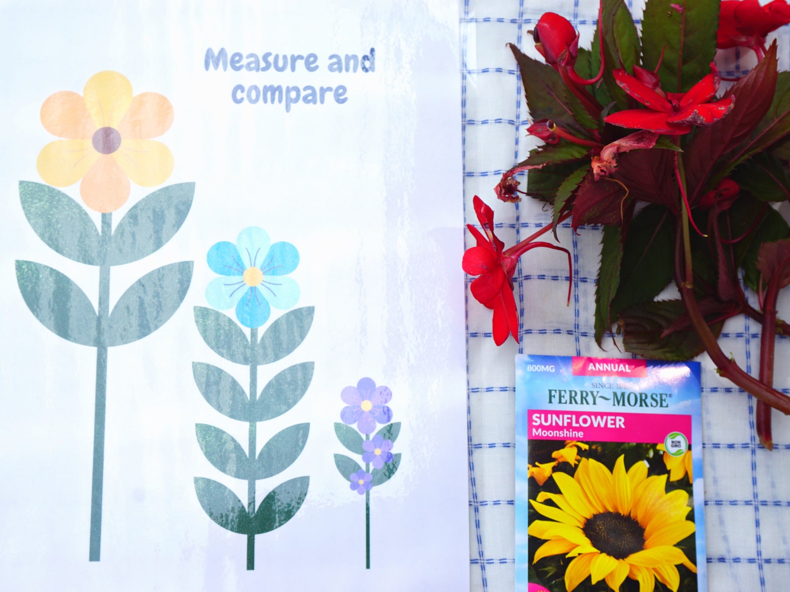 Compare, Contrast, and Measure Flowers Plants Printable Activity ...