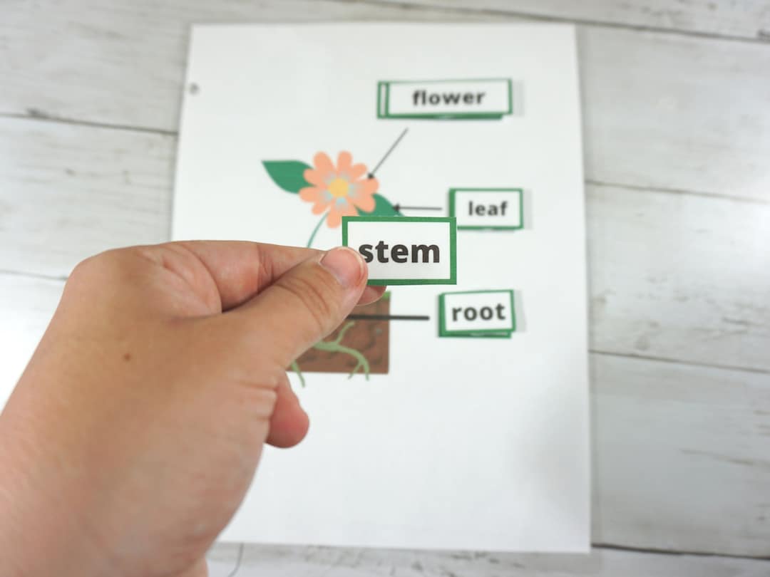 Parts of a Plant Pre-k Printable Activity Page for Busy Book/learning ...
