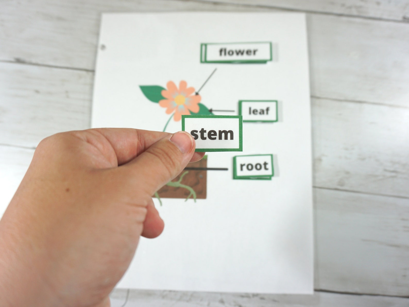 Parts of a Plant Pre-k Printable Activity Page for Busy - Etsy