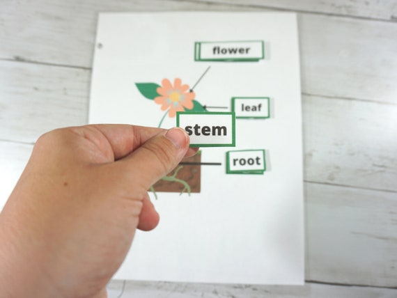 Parts of a Plant Pre-k Printable Activity Page for Busy - Etsy