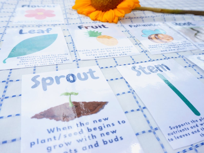 Plant Unit Study MEGA Bundle Printable Download | Garden Theme ...