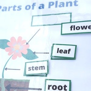 Parts of a Plant Pre-k Printable Activity Page for Busy Book/learning ...