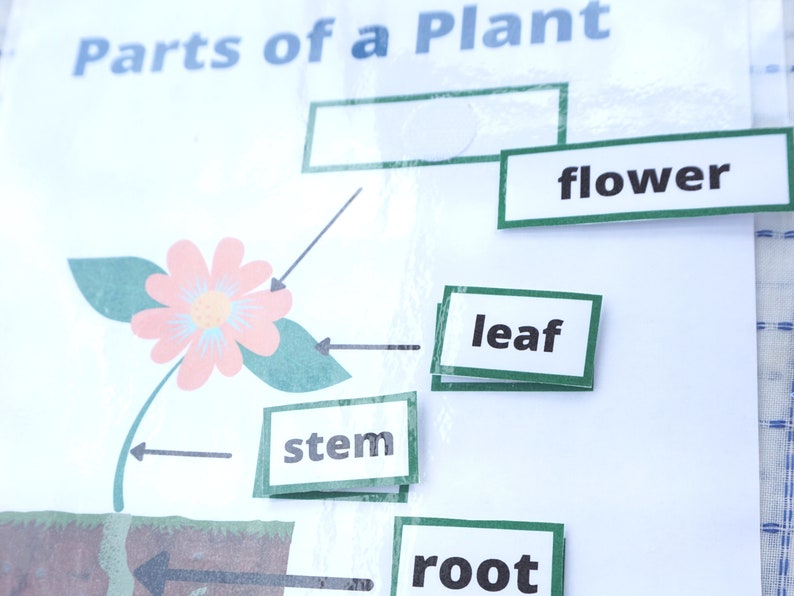 Parts of a Plant Pre-k Printable Activity Page for Busy Book/learning ...
