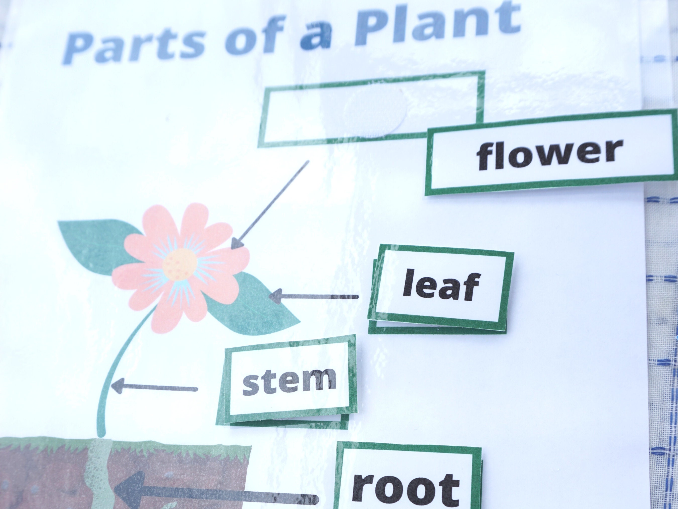 Parts of a Plant Pre-k Printable Activity Page for Busy Book/learning ...