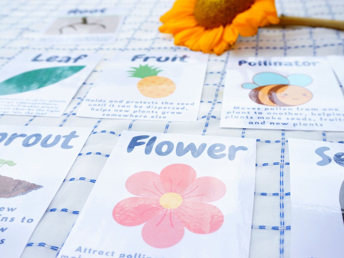 Plant Unit Study Printable BUNDLE for Preschool, Pre-k, Kindergarten ...