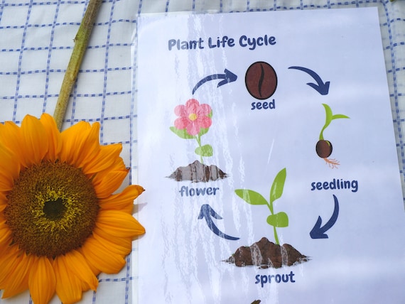 Ciclo De Vida De Las Plantas Para Jardín De Infantes PLAN LAS Plantas