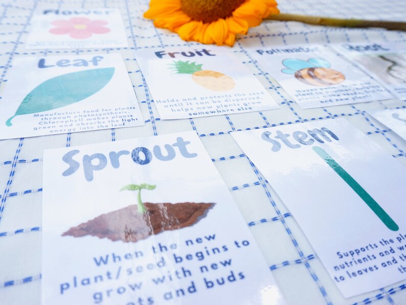 Plant Vocabulary Flash Cards Wall Printable for Pre-k Plant Unit Study ...