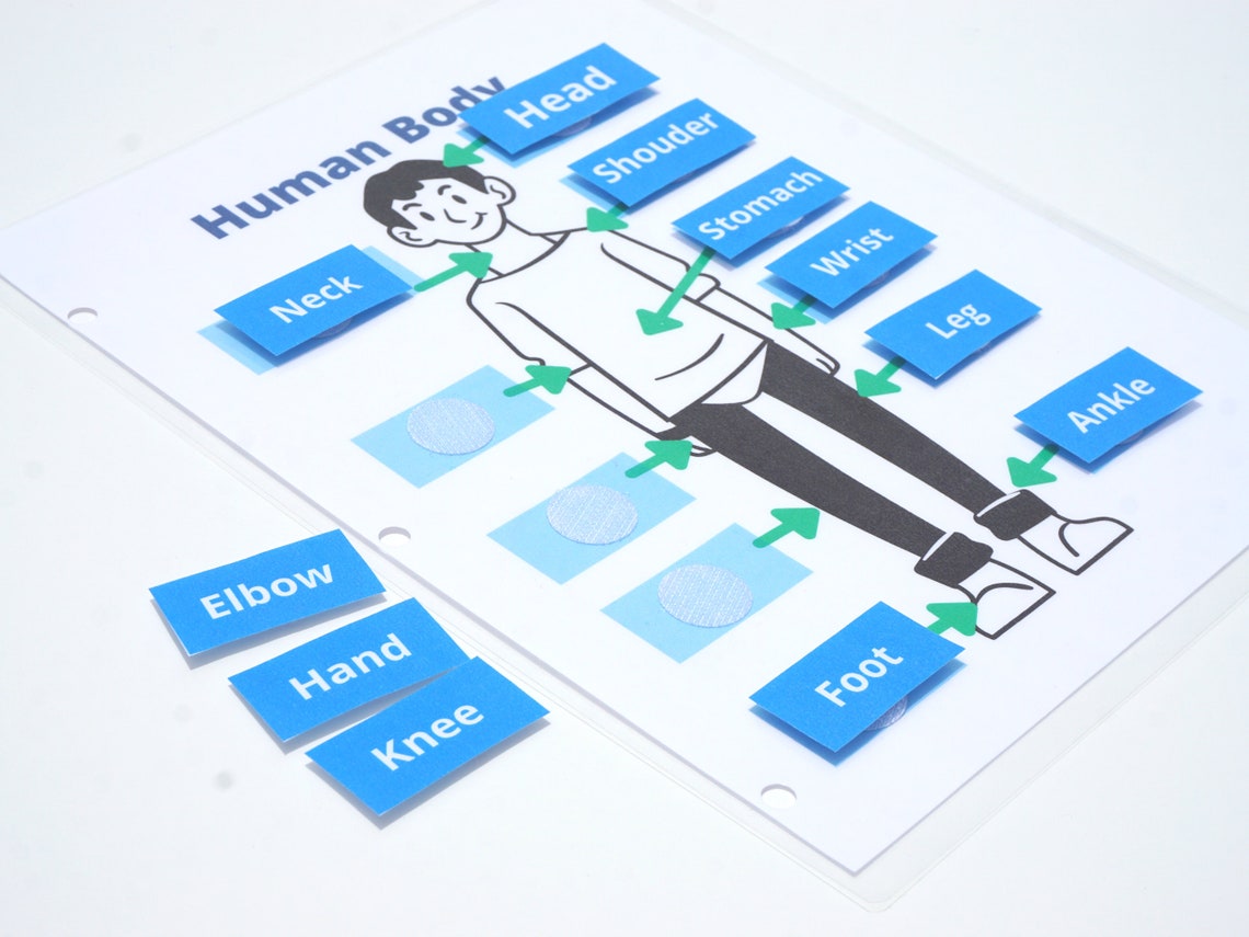 Human Anatomy Busy Book Printable Activity | Pre-k Science Homeschool ...