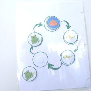 Amphibian Activities for Printable Preschool Busy Book | Animal ...