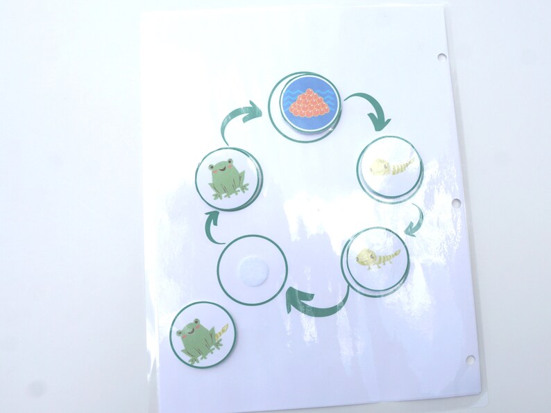 Amphibian Activities for Printable Preschool Busy Book | Animal ...