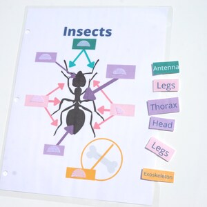 Pre-k Insect Activity Bundle for Busy Book | Animal Classification ...