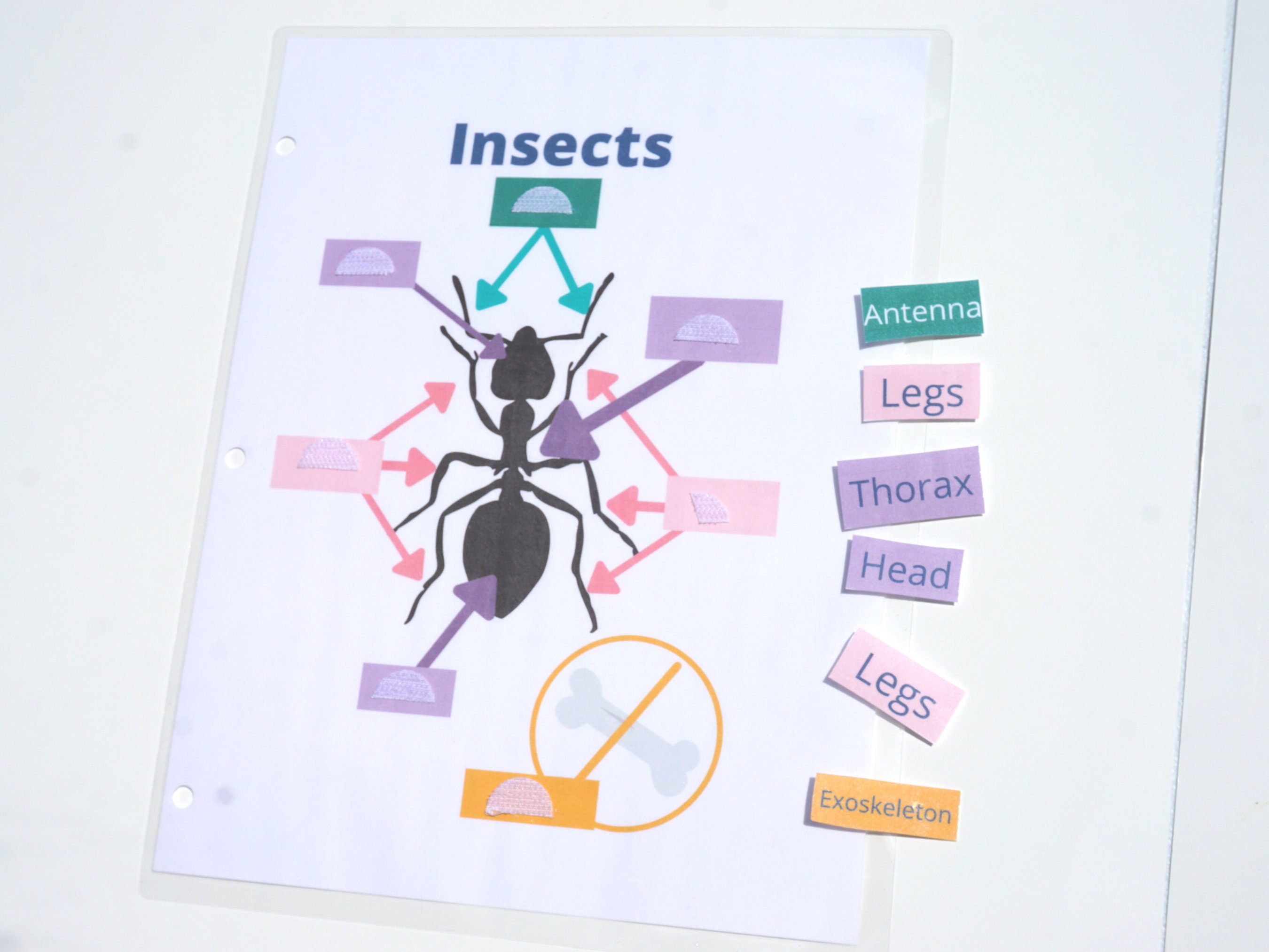 Pre-k Insect Activity Bundle for Busy Book | Animal Classification ...