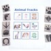 Animal Tracks Printable Activity for Busy Book | Pre-k Science Learning ...