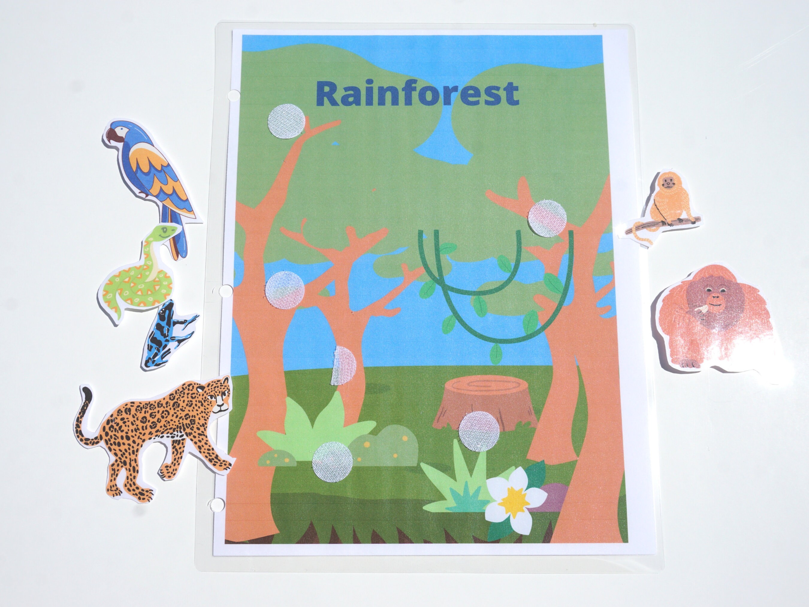 Rainforest Animals Habitat and Biome Printable Download Activity for ...