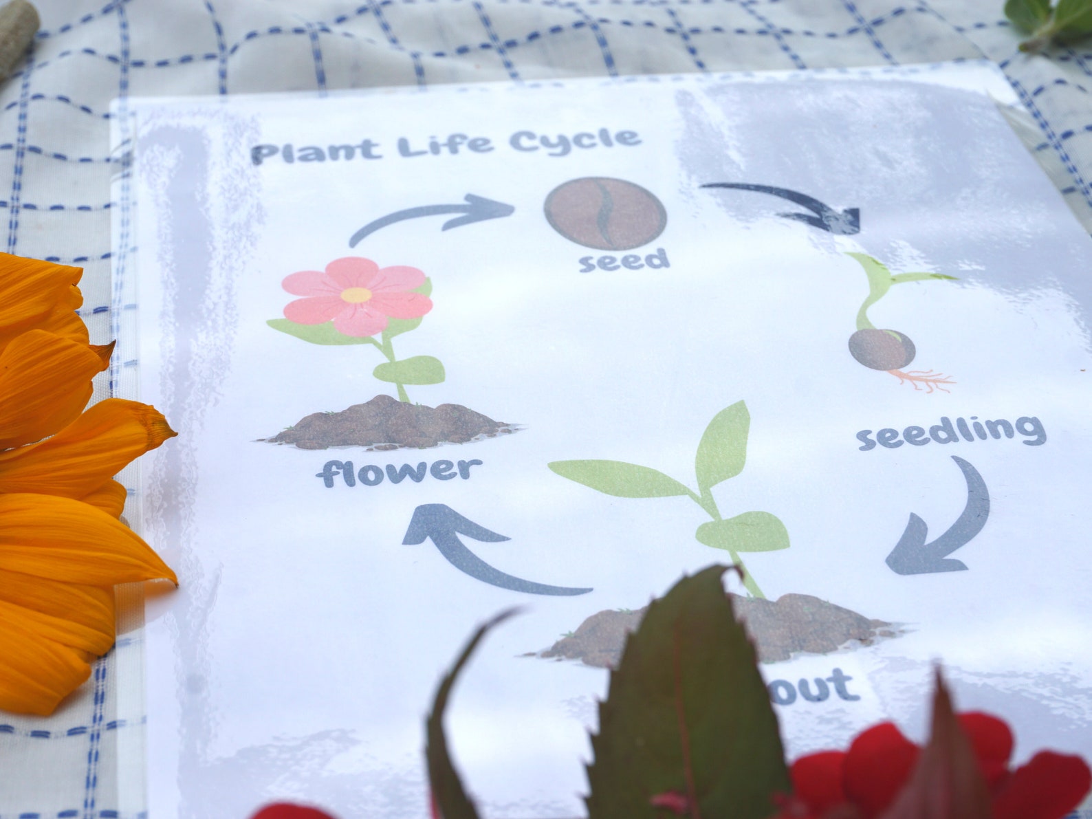 Plant Life Cycle Printable Download for Preschool Plant Unit Study ...