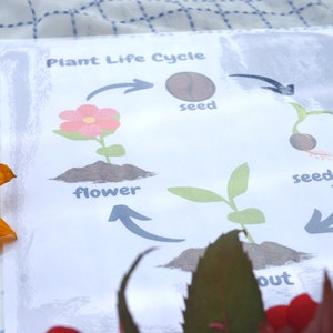 Plant Life Cycle Printable Download for Preschool Plant Unit Study ...