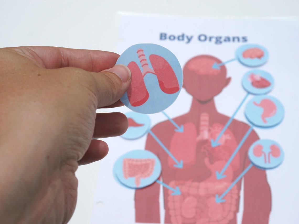Human Anatomy Busy Book Printable | Pre-k Printable Activity for ...