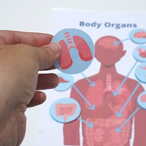 Human Anatomy Busy Book Printable | Pre-k Printable Activity for ...