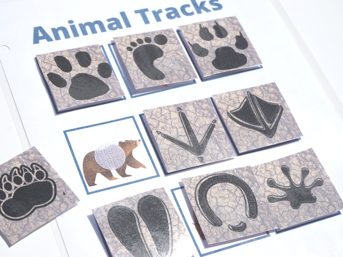 Animal Tracks Printable Activity for Busy Book | Pre-k Science Learning ...