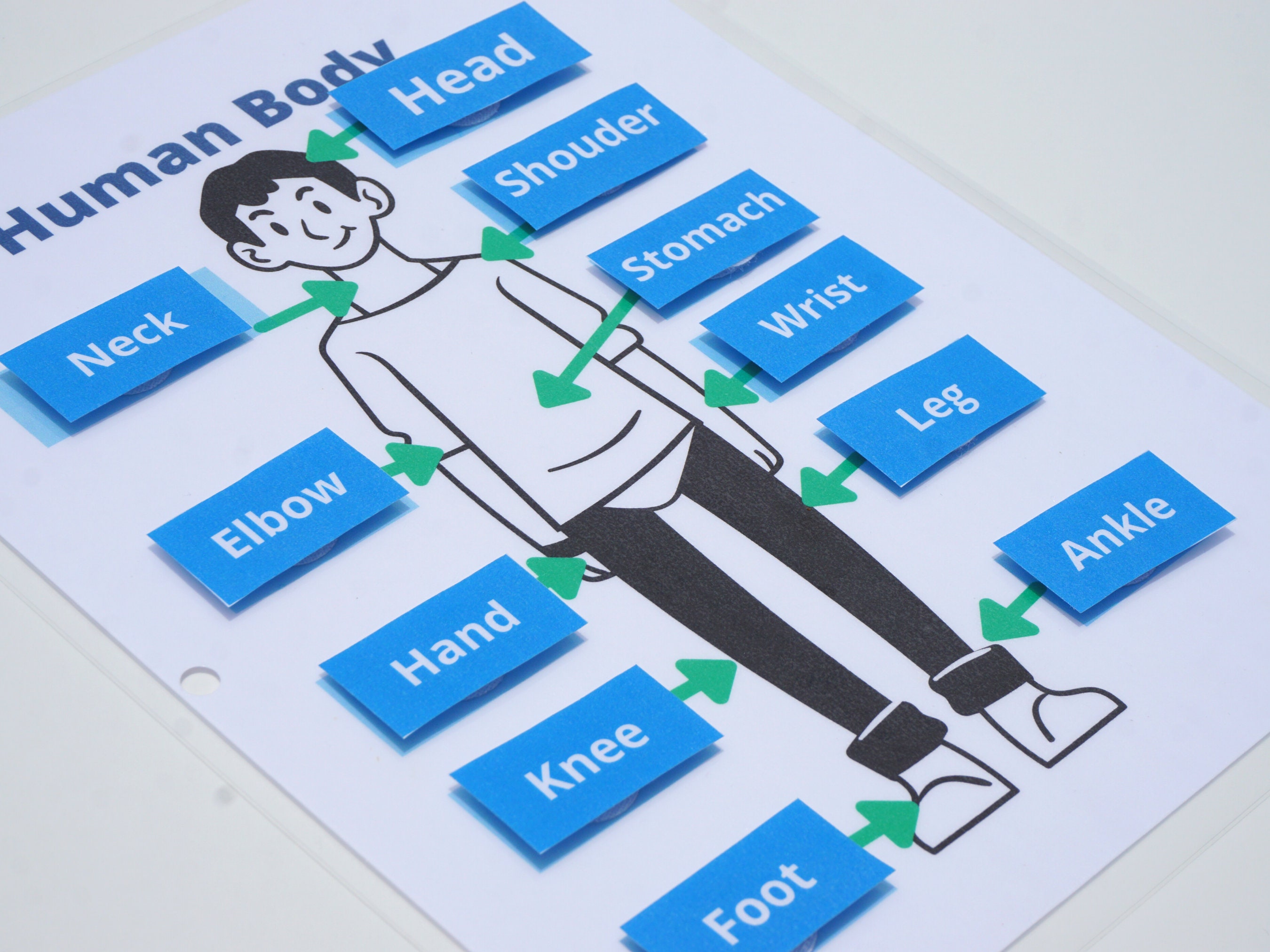 Human Anatomy Busy Book Printable Activity | Pre-k Science Homeschool ...