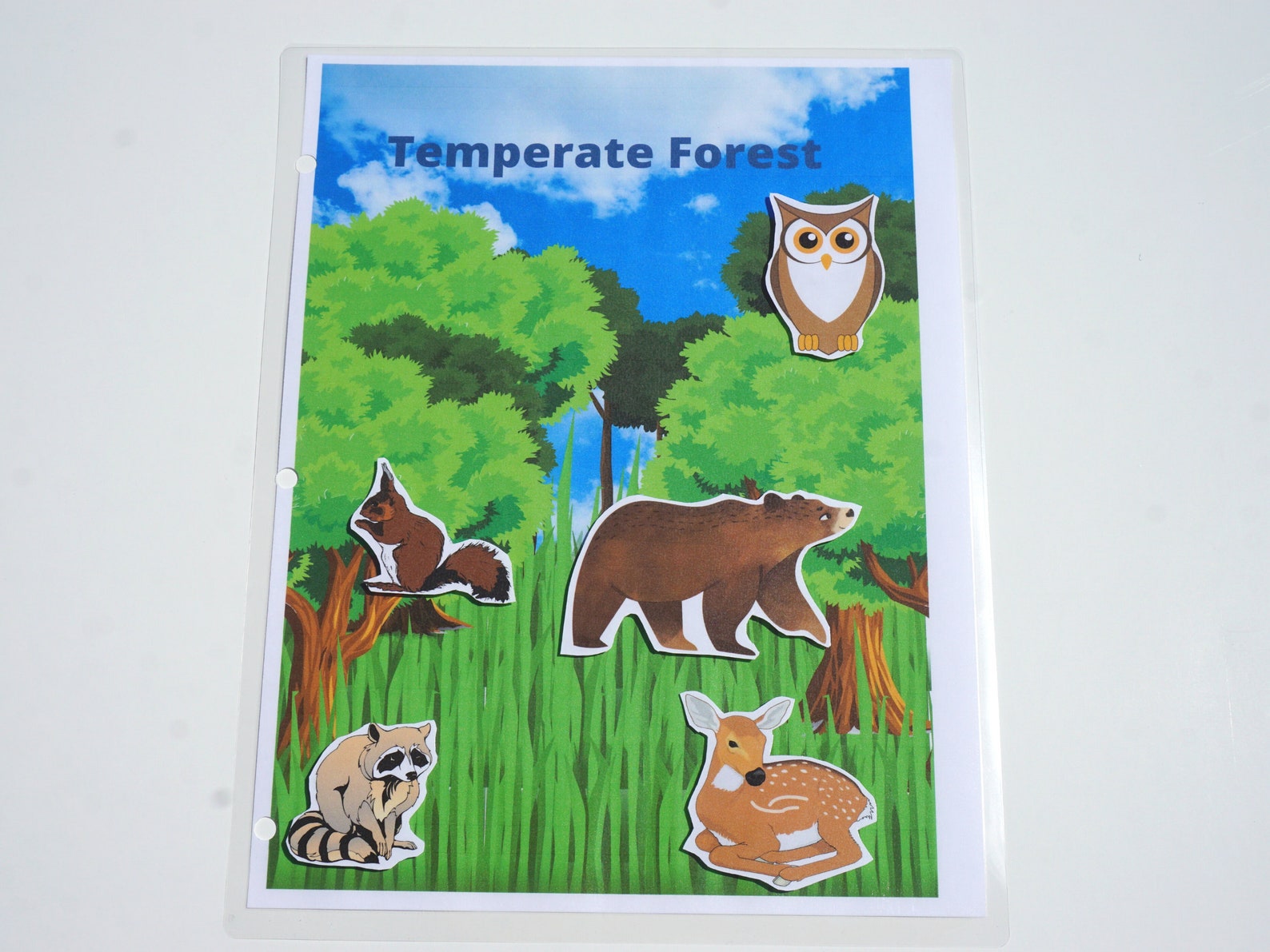 Temperate Forest Printable Matching Activity for Preschool Learning ...