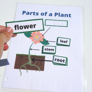 Pre-k Plant Busy Book Printable Activity Bundle | Plant Unit for ...
