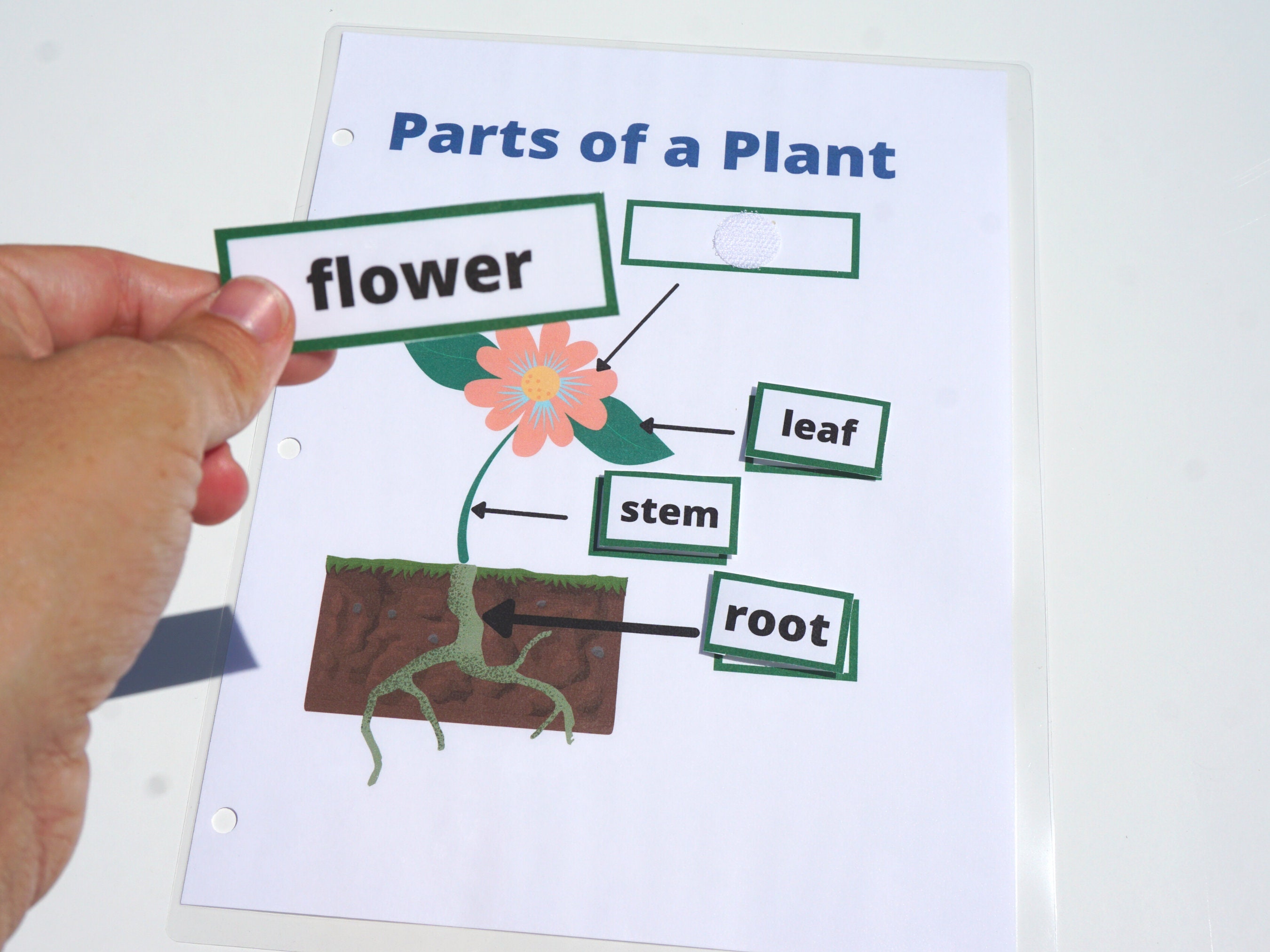 Pre-k Plant Busy Book Printable Activity Bundle | Plant Unit for ...