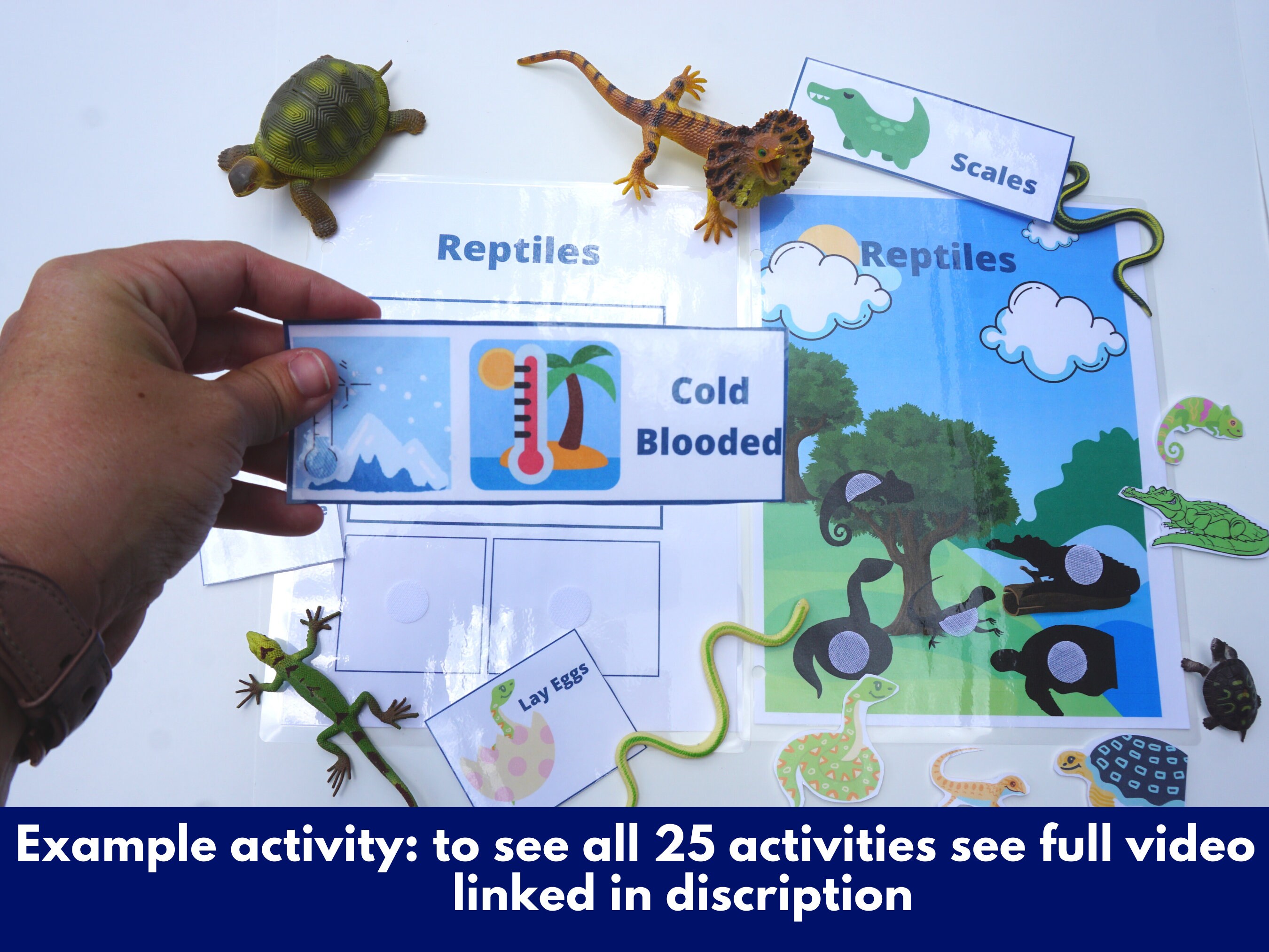 Pre-k Animal Printable Busy Book Activity Bundle | Science, Biomes ...