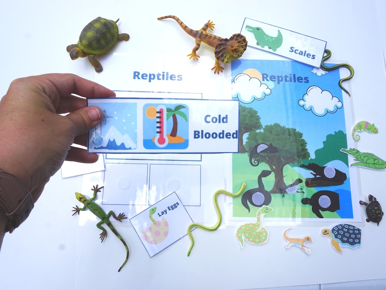 Pre-k Reptile Classification Printable Activity for Busy Book ...