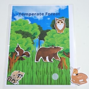 Temperate Forest Printable Matching Activity for Preschool Learning ...