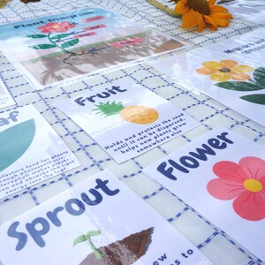 Plant Vocabulary Flash Cards Wall Printable for Pre-k Plant Unit Study ...