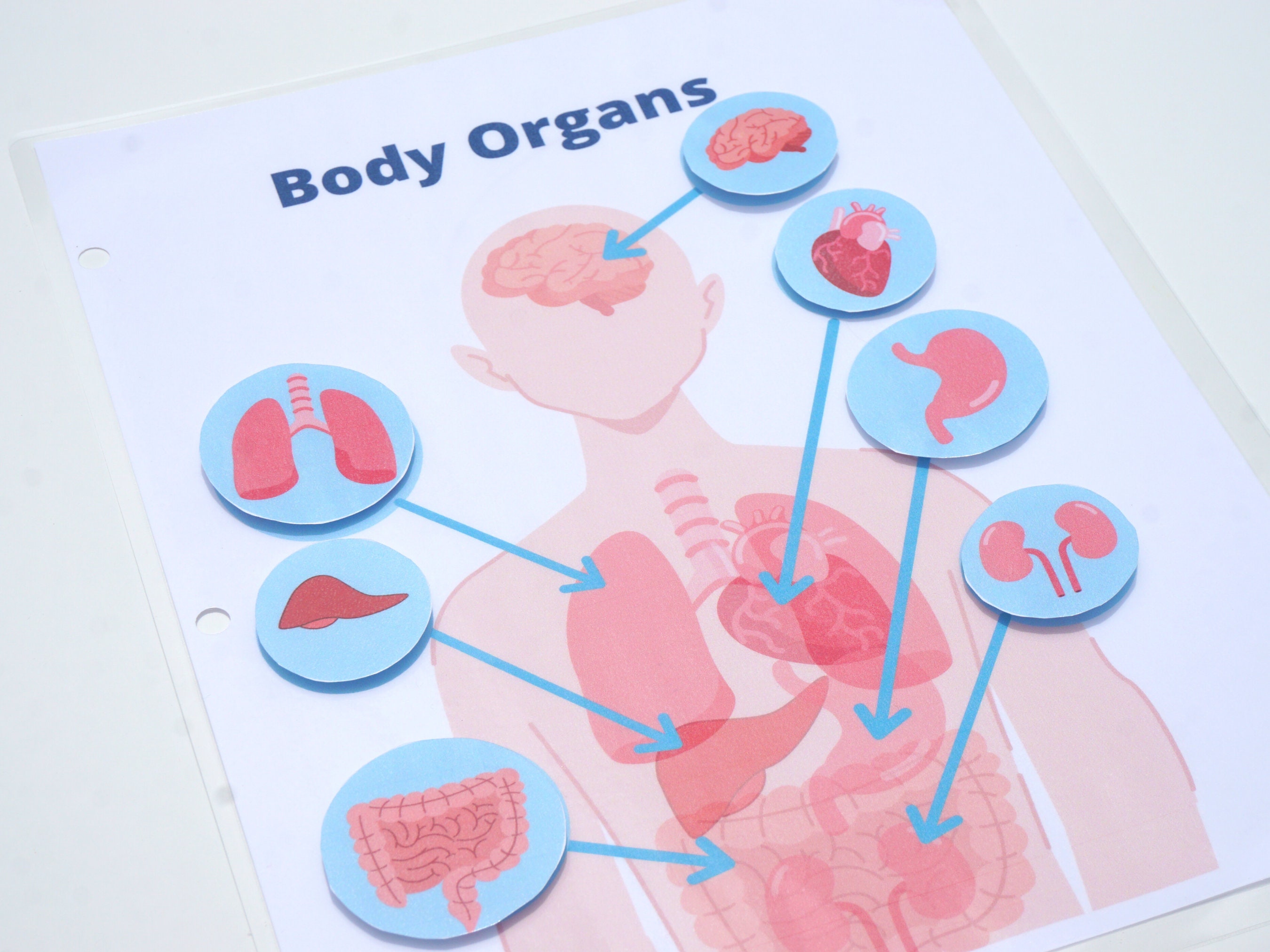 Human Anatomy Busy Book Printable | Pre-k Printable Activity for ...