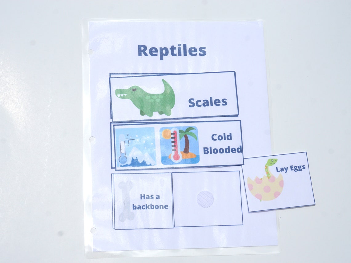 Pre-k Reptile Classification Printable Activity for Busy Book ...