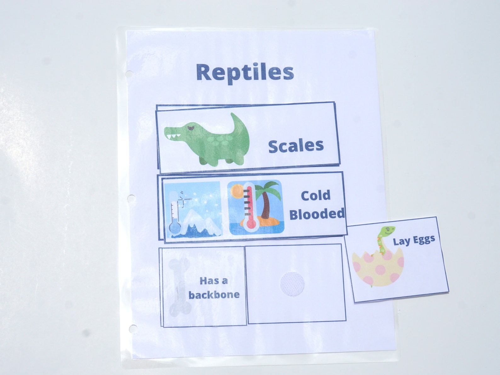 Pre-k Reptile Classification Printable Activity for Busy Book ...