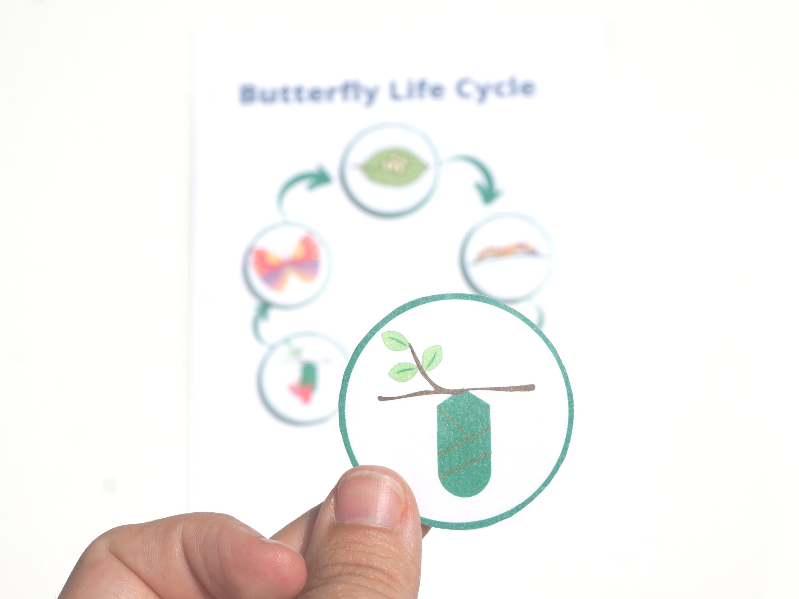 Pre-k Insect Activity Bundle for Busy Book | Animal Classification ...