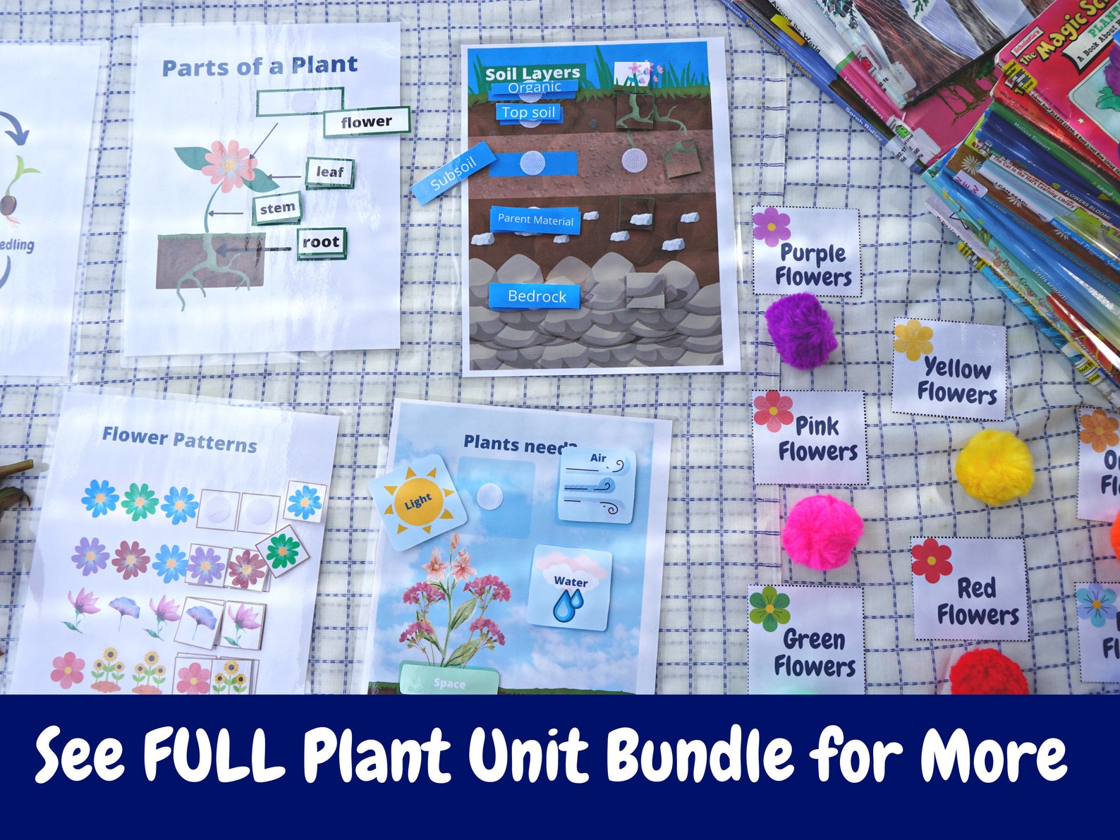 Compare, Contrast, and Measure Flowers Plants Printable Activity ...