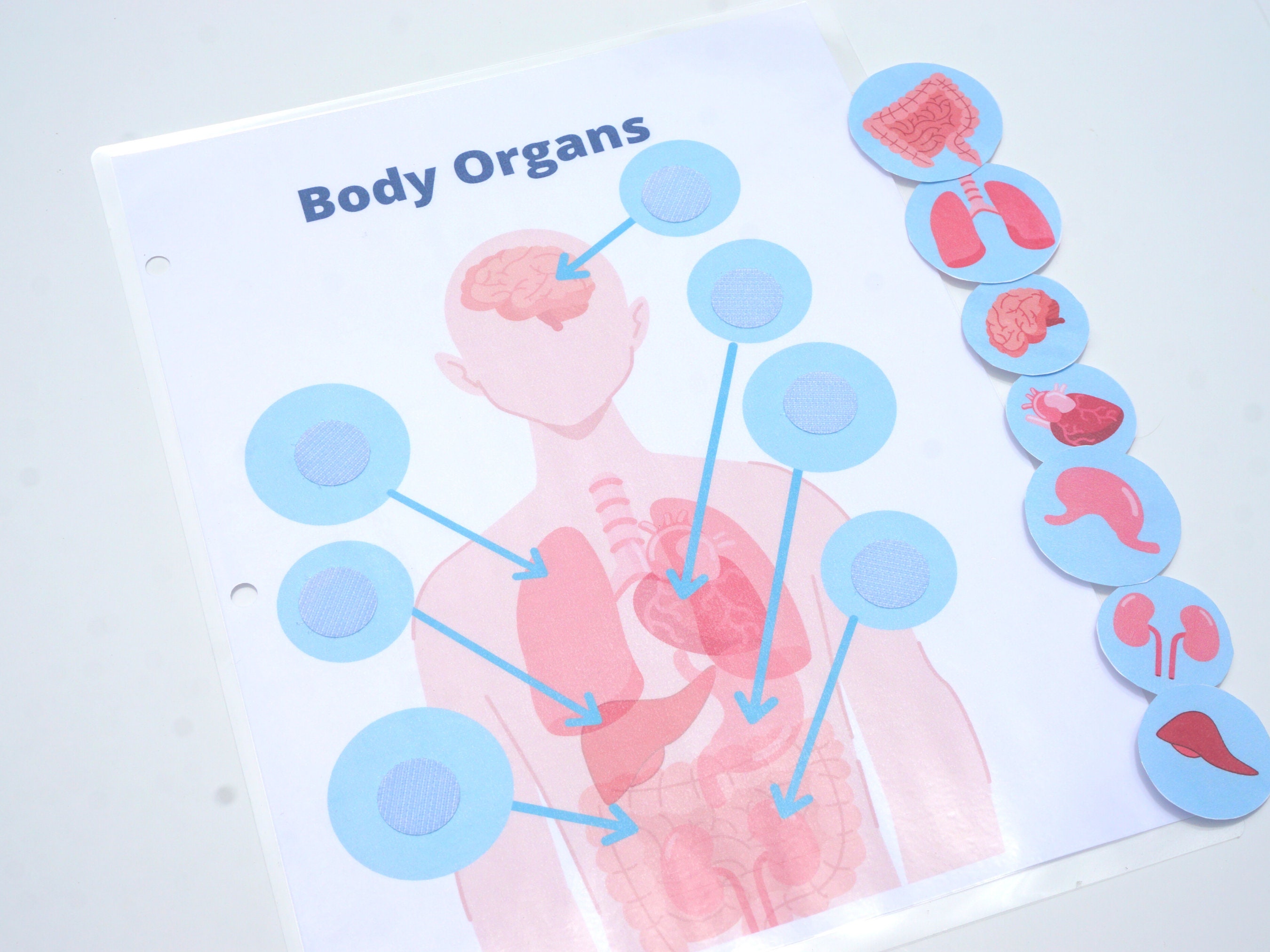 Human Anatomy Busy Book Printable | Pre-k Printable Activity for ...