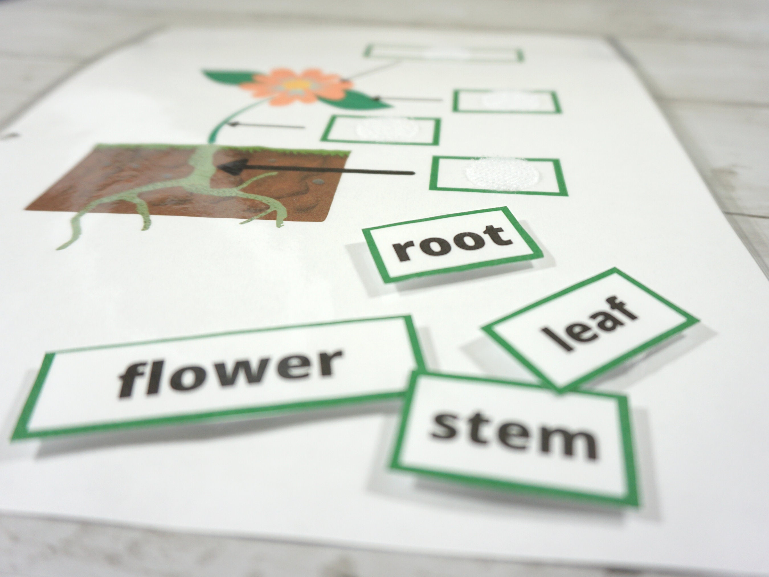 Parts of a Plant Pre-k Printable Activity Page for Busy Book/learning ...
