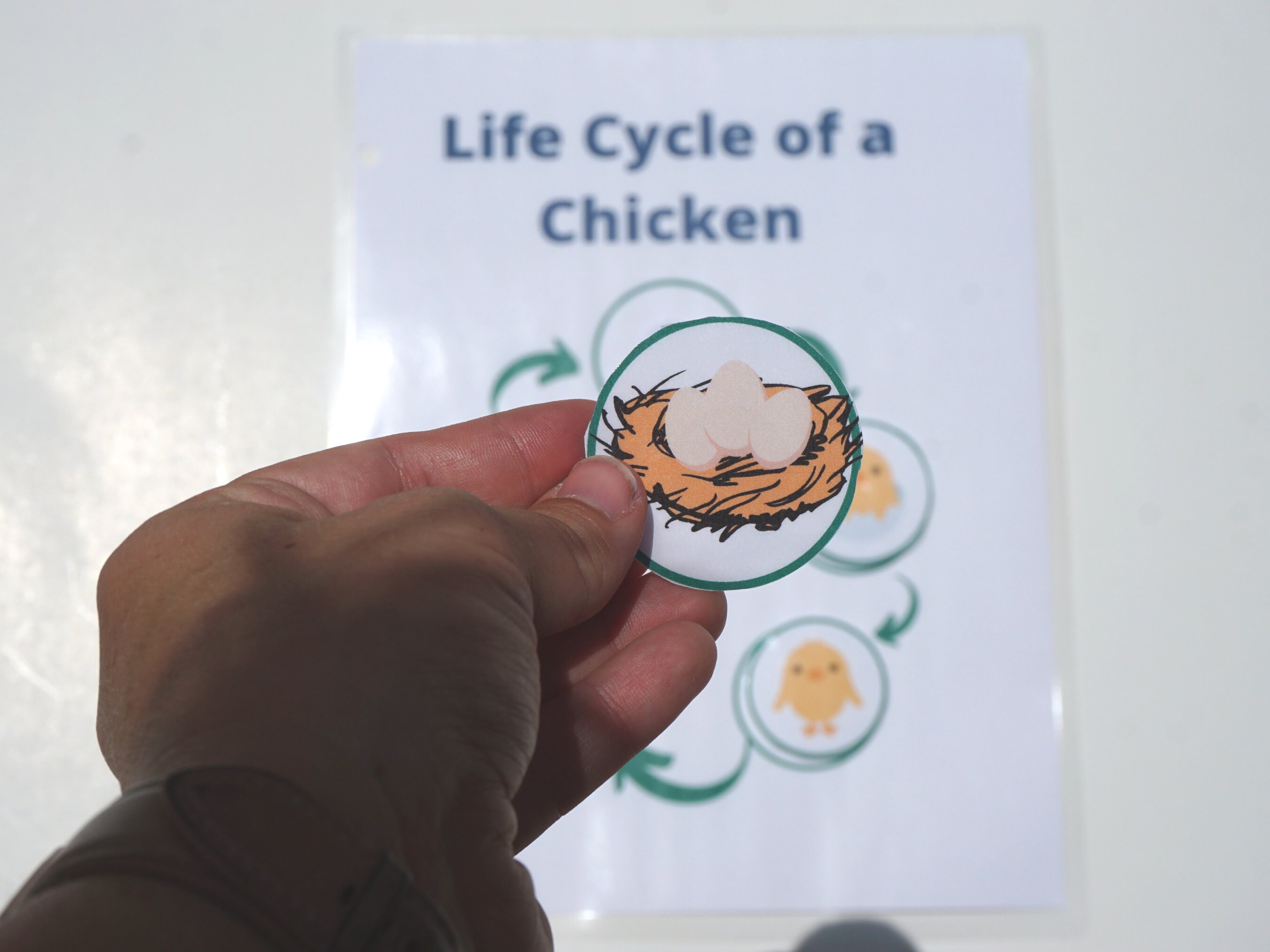 Bird Activity Printable Bundle for Preschool Busy Book | Pre-k Science ...