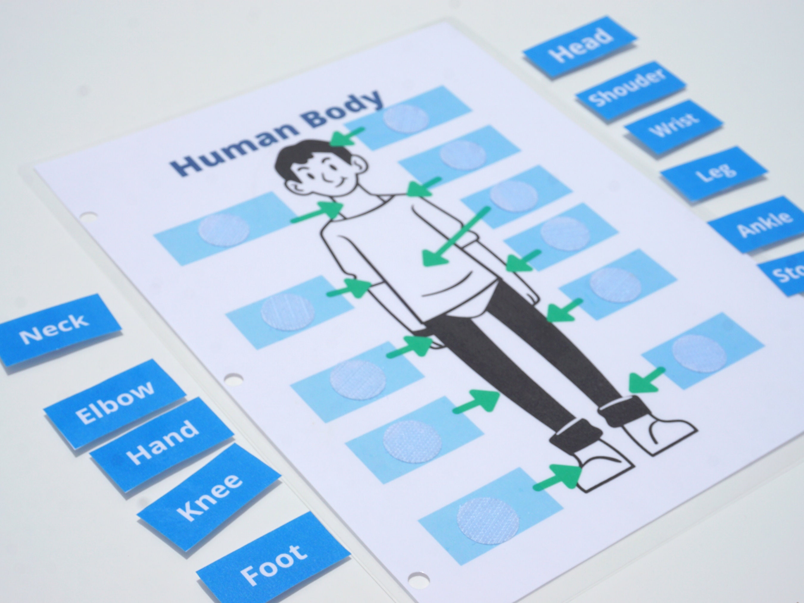 Human Anatomy Busy Book Printable Activity | Pre-k Science Homeschool ...