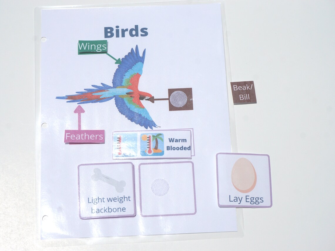 Bird Activity Printable Bundle for Preschool Busy Book Pre-k Science ...