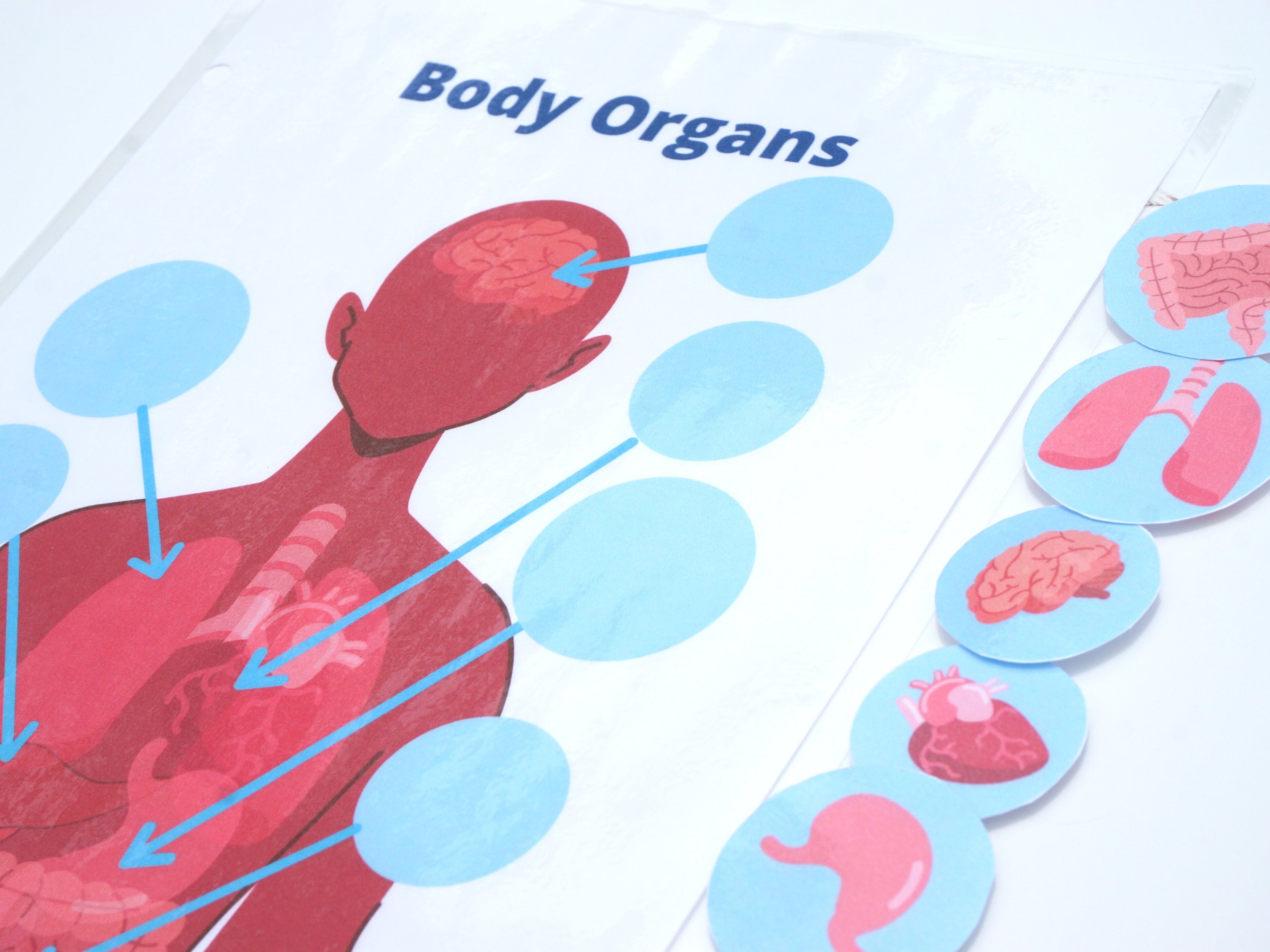 Human Anatomy Busy Book Printable | Pre-k Printable Activity for ...