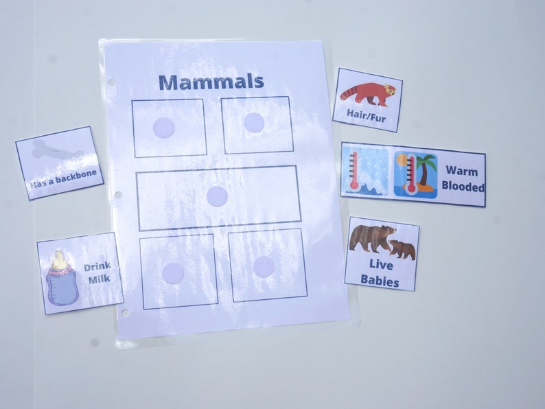 Mammal Classification Activity for Printable Busy Book | Animal ...