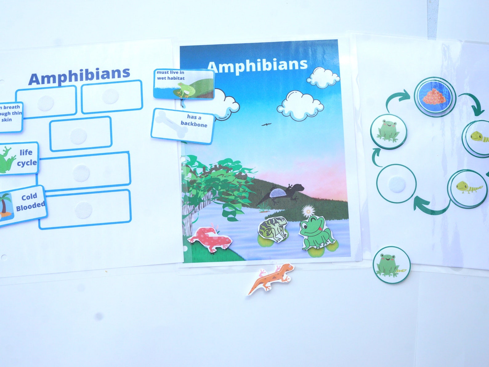 Amphibian Activities for Printable Preschool Busy Book | Animal ...