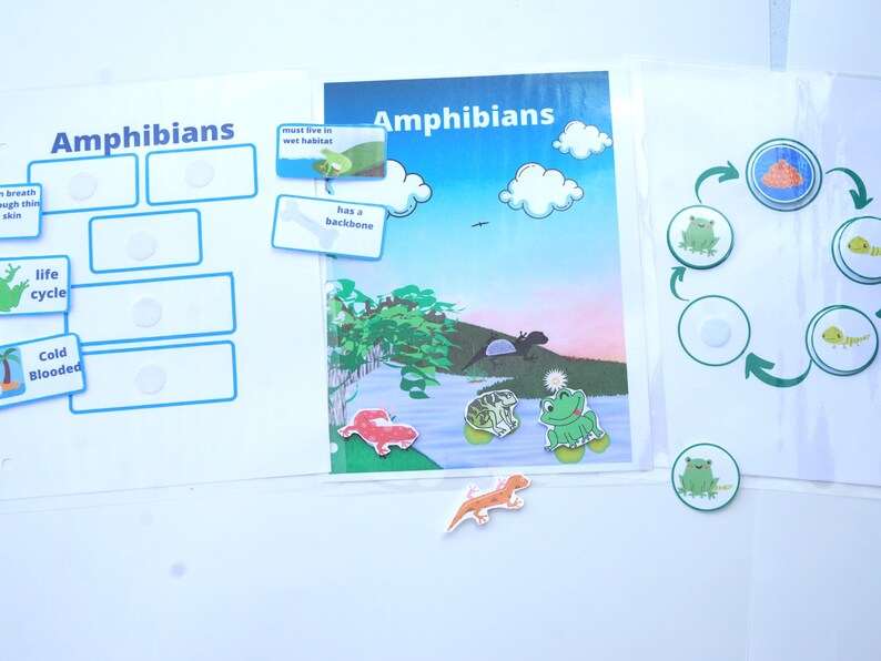 Amphibian Activities for Printable Preschool Busy Book | Animal ...