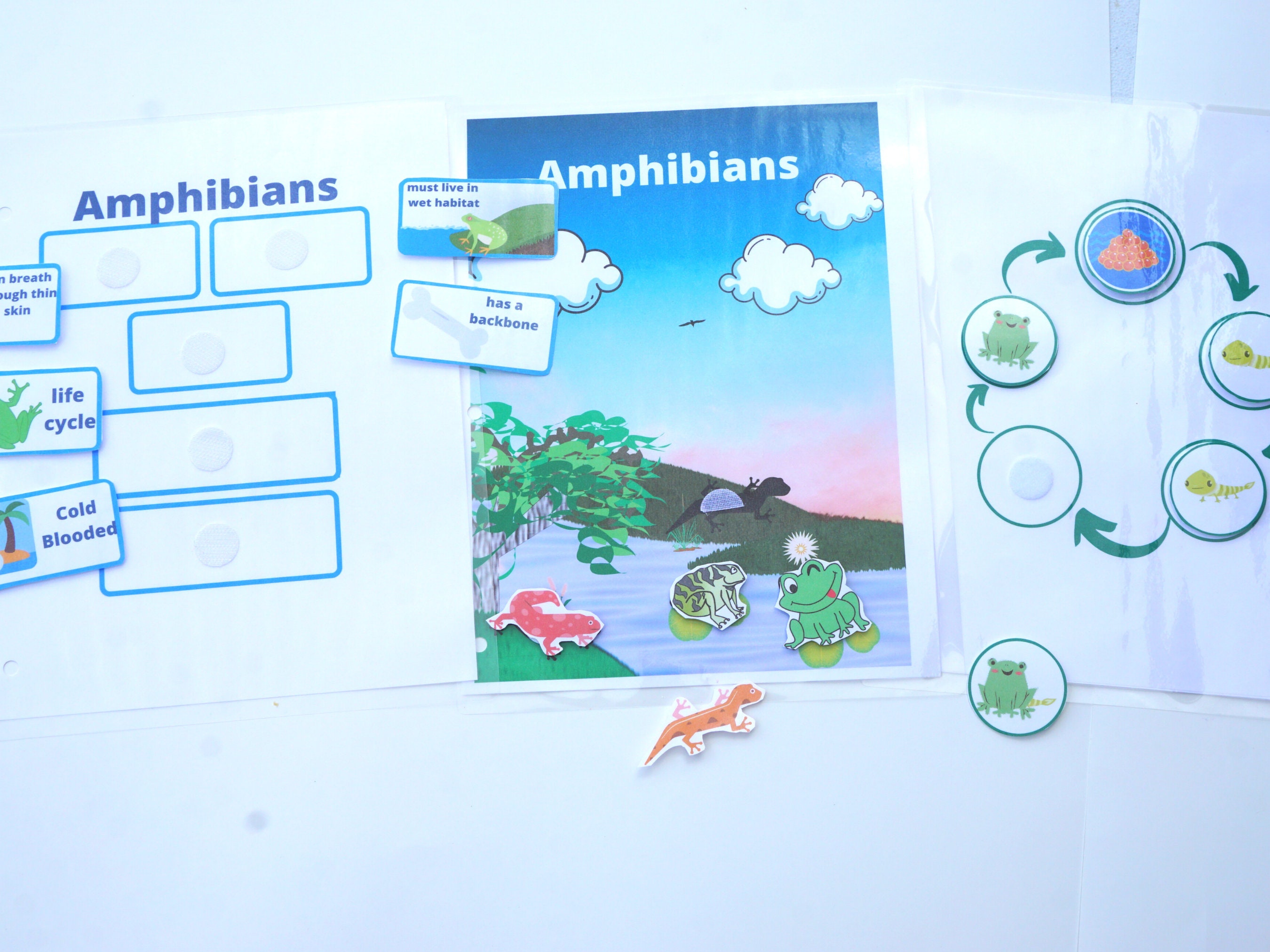 Amphibian Activities for Printable Preschool Busy Book | Animal ...